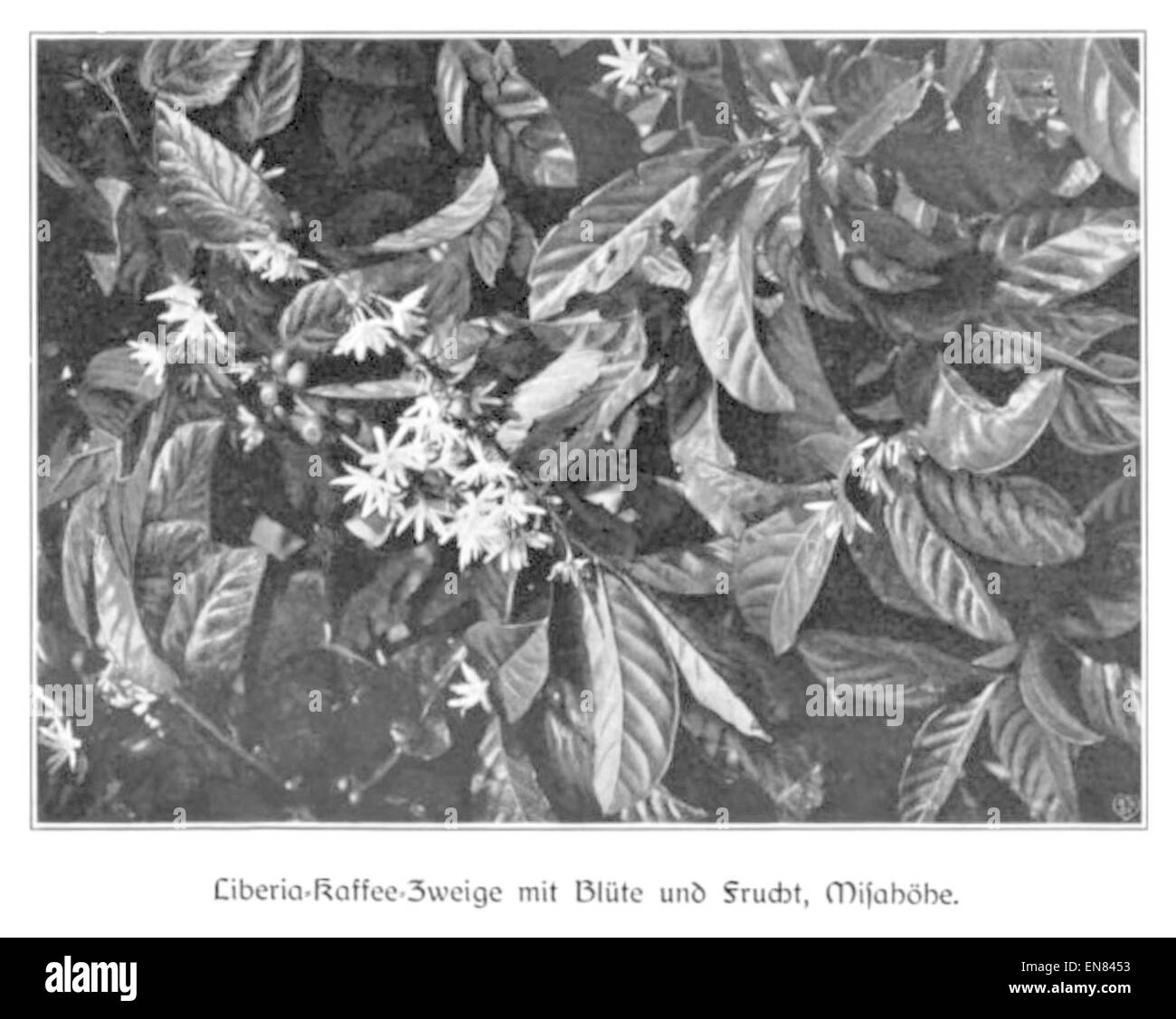 Liberia plantation Black and White Stock Photos & Images - Alamy