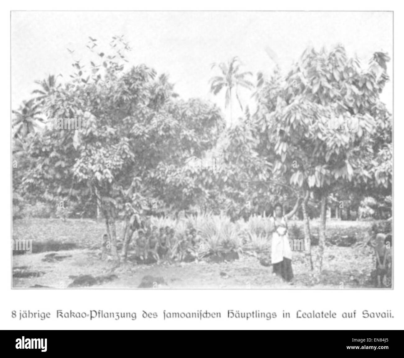A 1904 illustration by Wohltmann showing an 8-year-old cocoa plantation ...