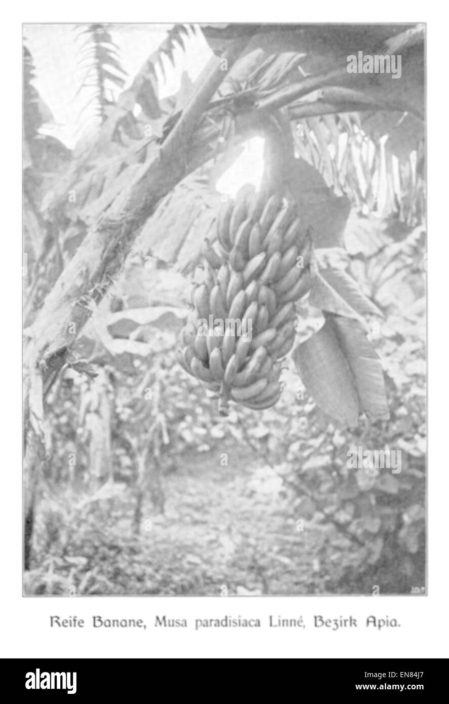 Banana district Cut Out Stock Images & Pictures - Alamy