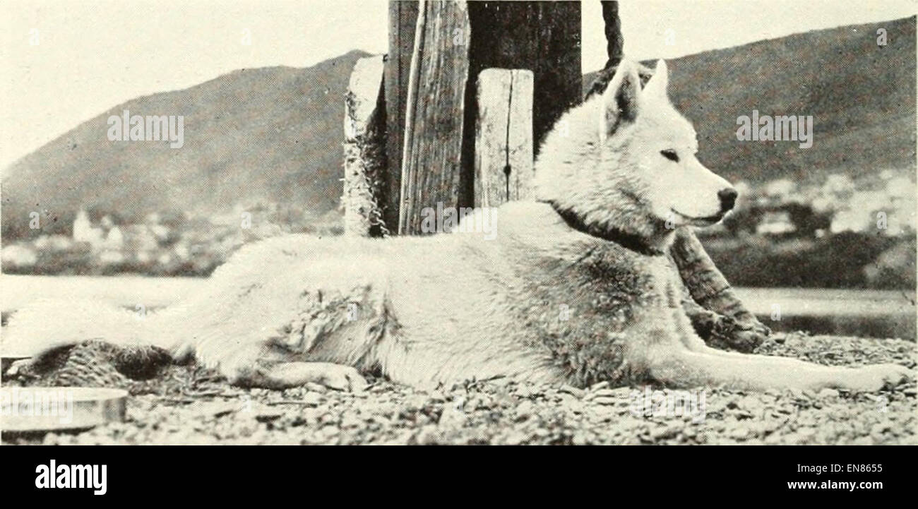 DEMIDOV(1904) p259 THE AUTHOR'S DOG (14595809410 Stock Photo - Alamy