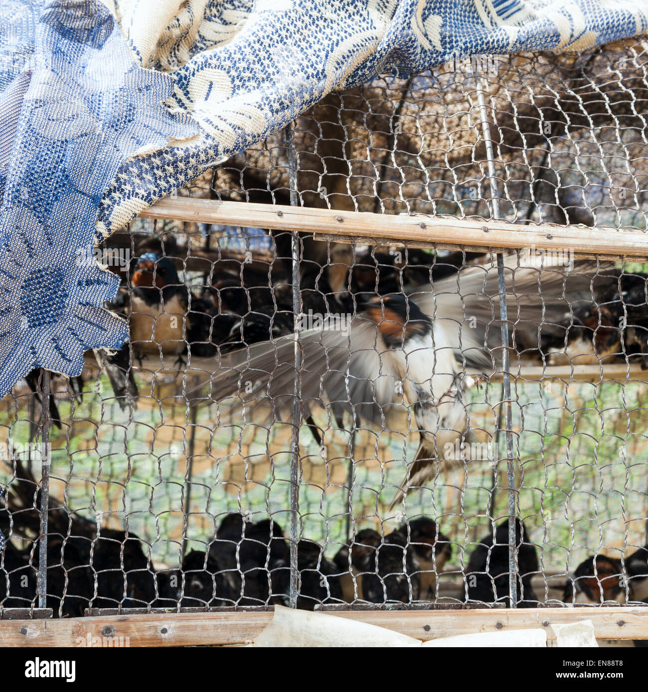 Selling birds for religious purposes in Phnom Penh, Cambodia Stock ...