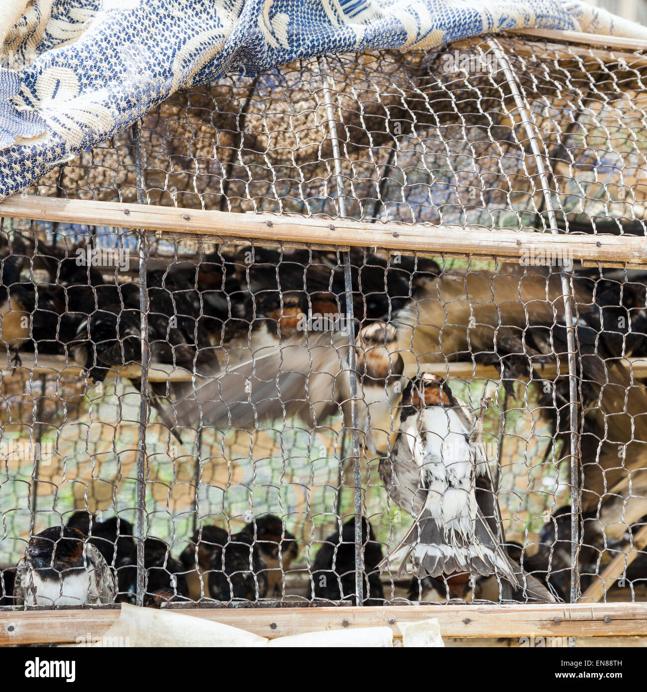 Selling birds for religious purposes in Phnom Penh, Cambodia Stock ...