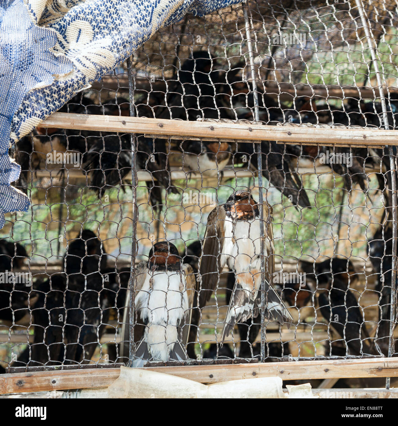 Selling birds for religious purposes in Phnom Penh, Cambodia Stock ...