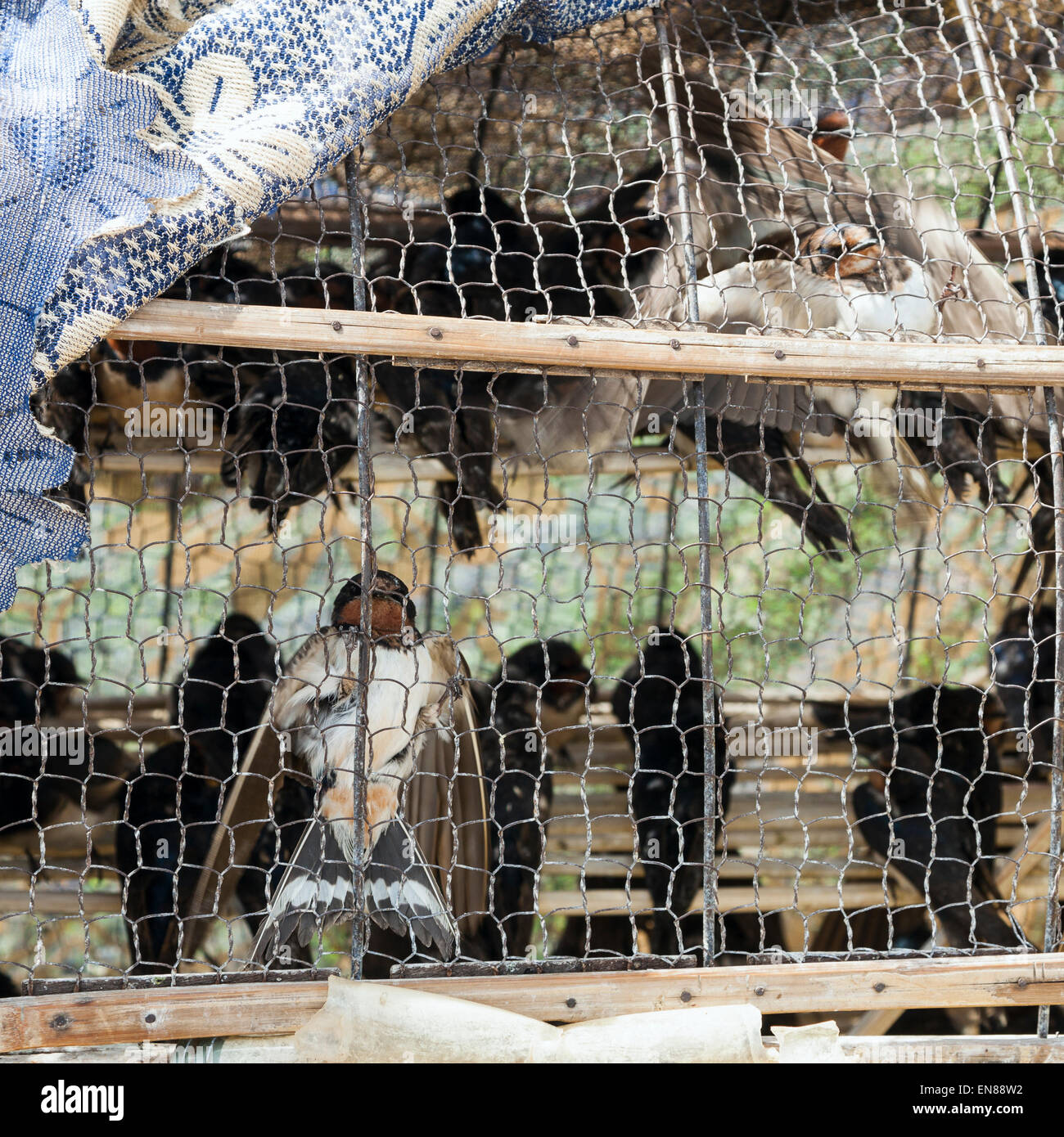 Selling birds for religious purposes in Phnom Penh, Cambodia, Asia ...