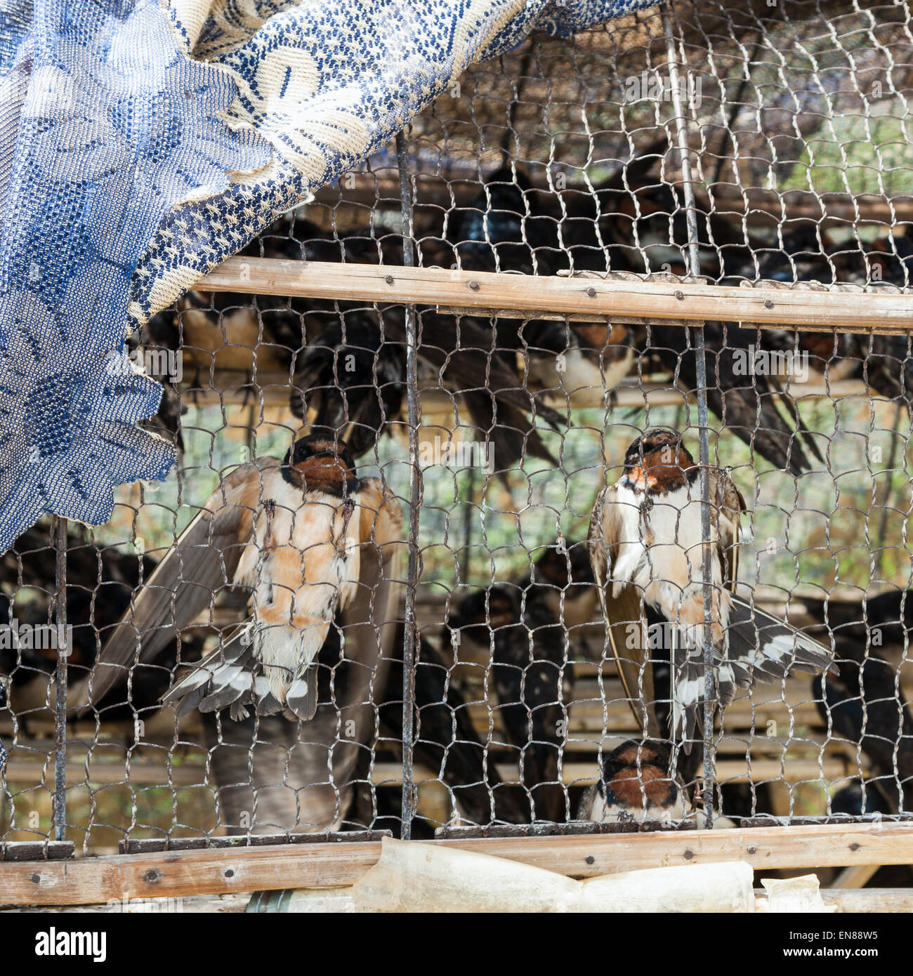 Selling birds for religious purposes in Phnom Penh, Cambodia, Asia ...