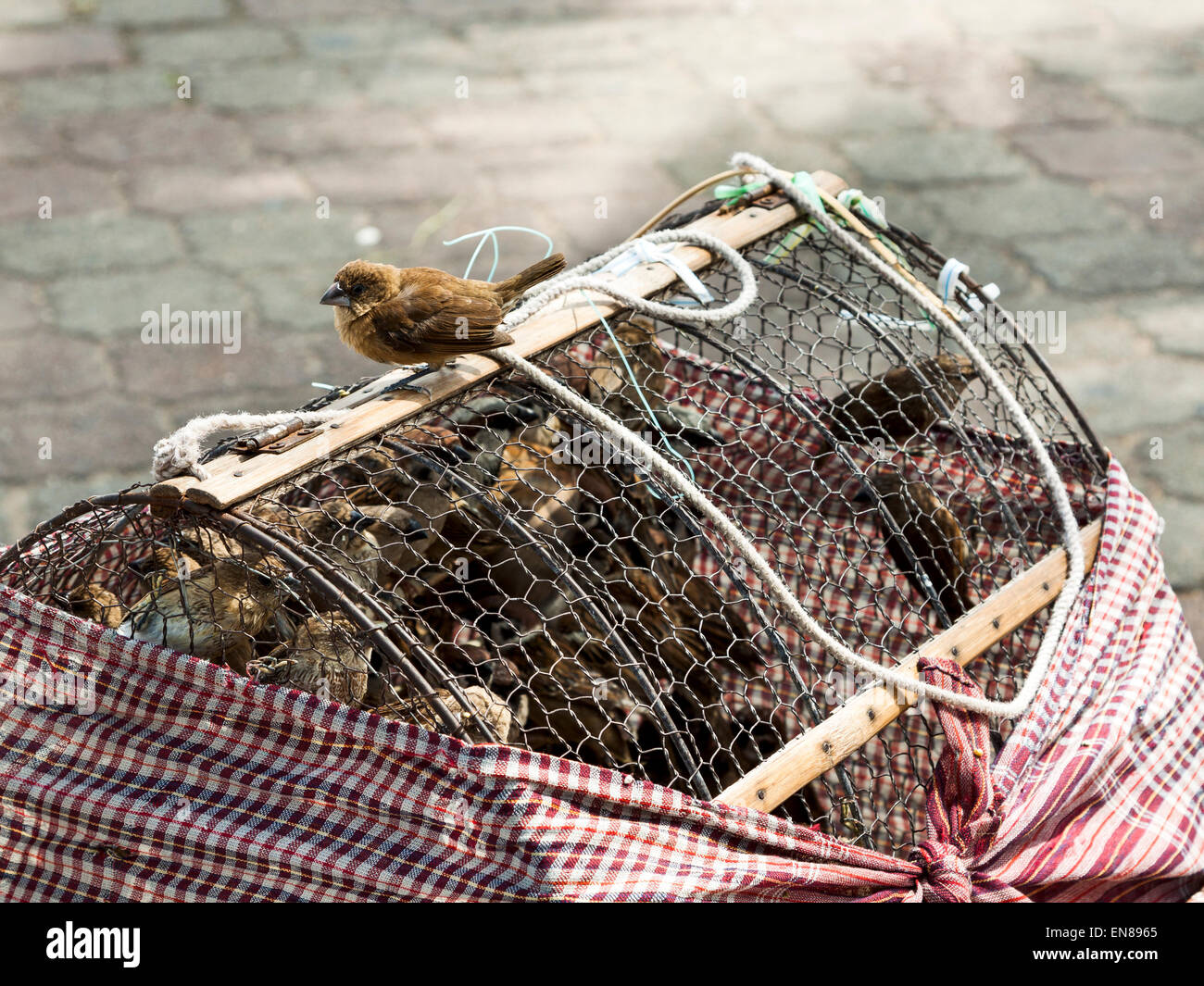 Selling birds for religious purposes in Phnom Penh, Cambodia, Asia ...
