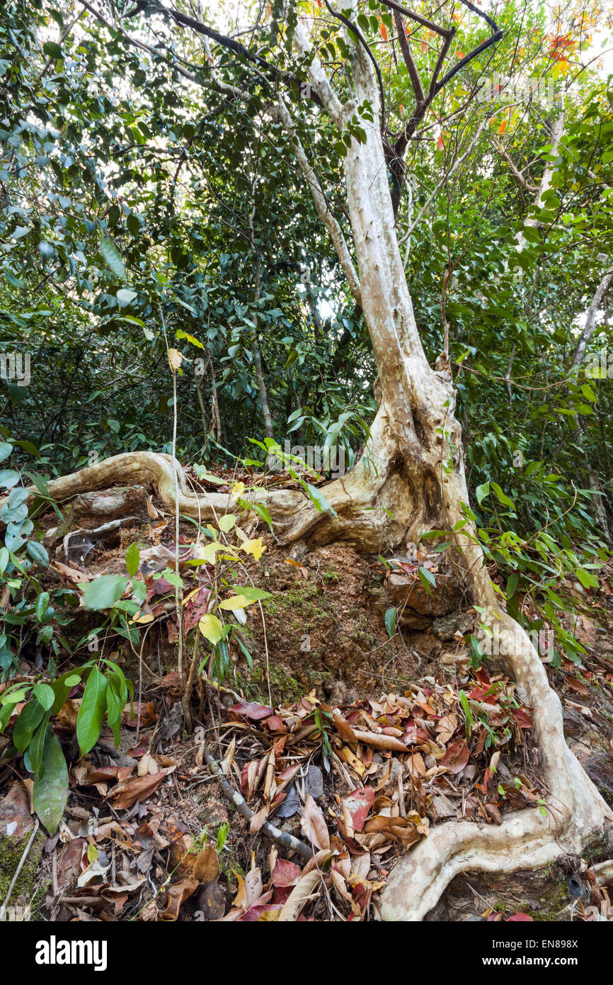 Environment and daylight roots grow hi-res stock photography and images ...