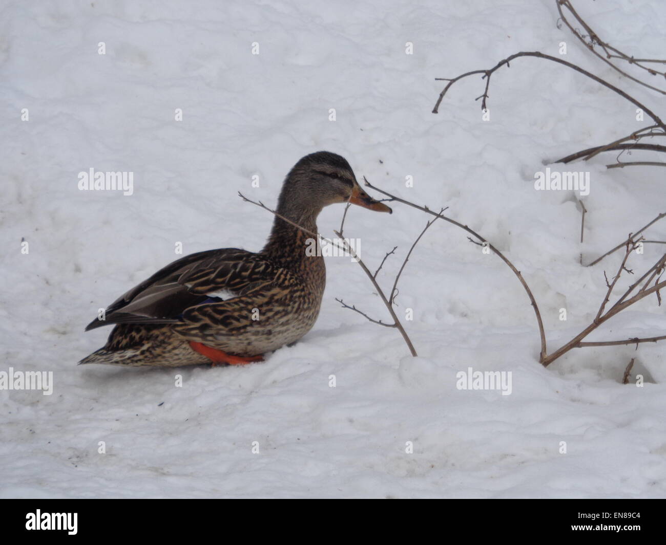 Mallard hen on a bed of snow in a quiet area of frozen pond Stock Photo ...