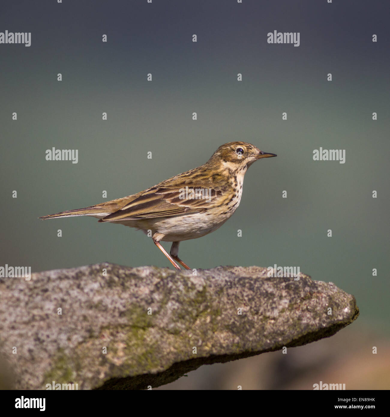 Rock Pipit High Resolution Stock Photography and Images - Alamy