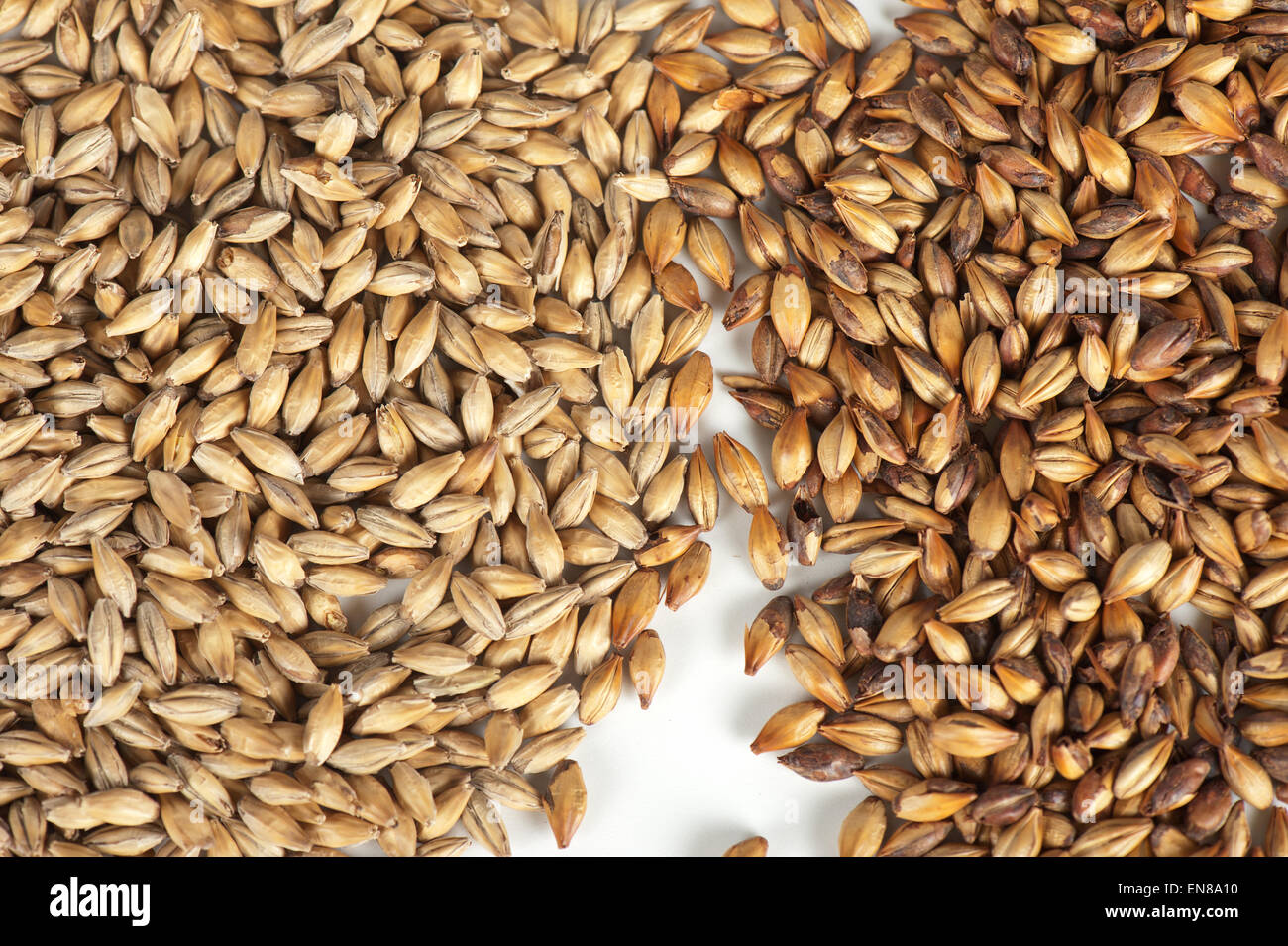 Close photo up of malt grains Stock Photo - Alamy
