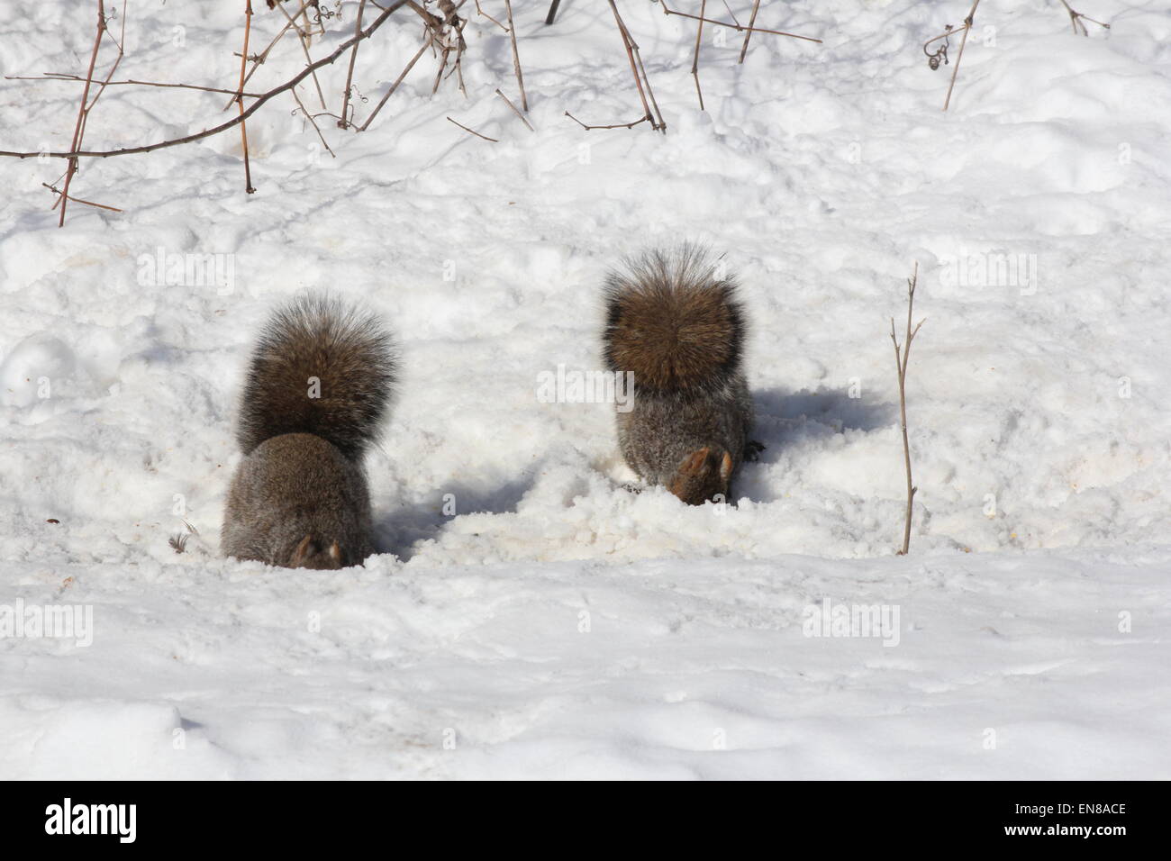 Squirrels digging in the snow for dropped seeds during the winter ...