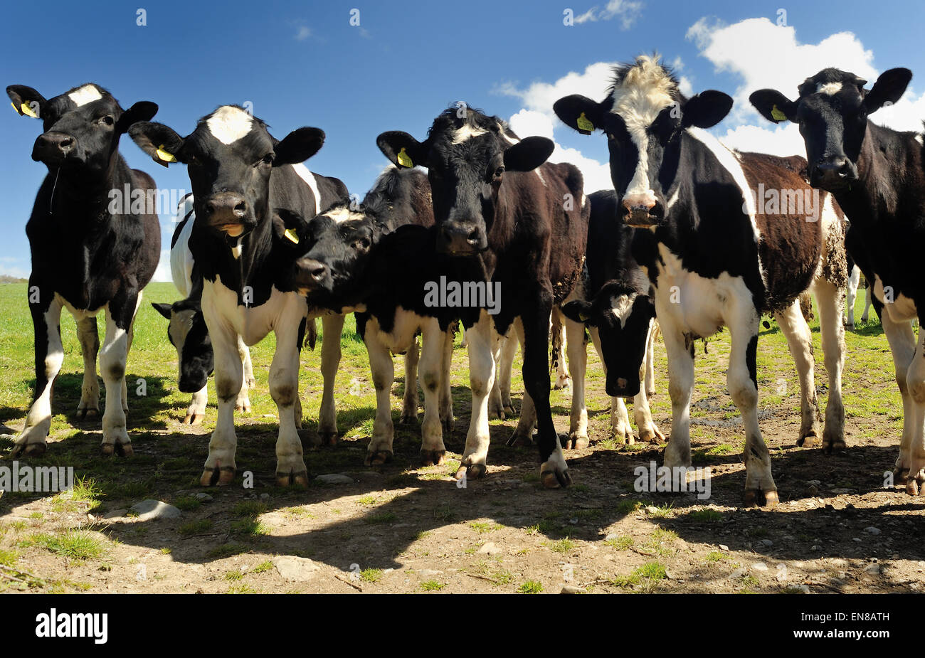 Friesian cows, wales Stock Photo - Alamy