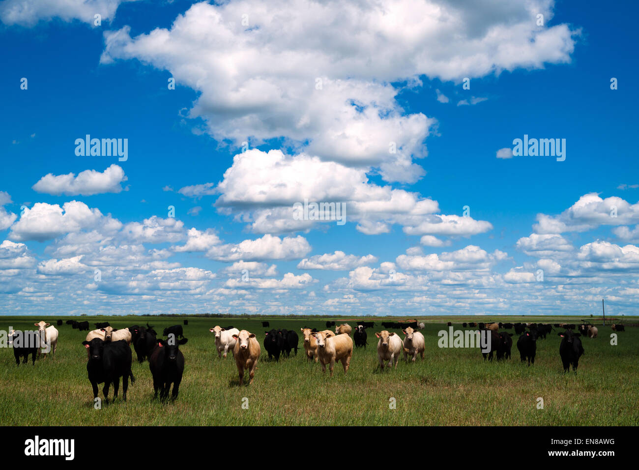Calf cattle running hi-res stock photography and images - Alamy
