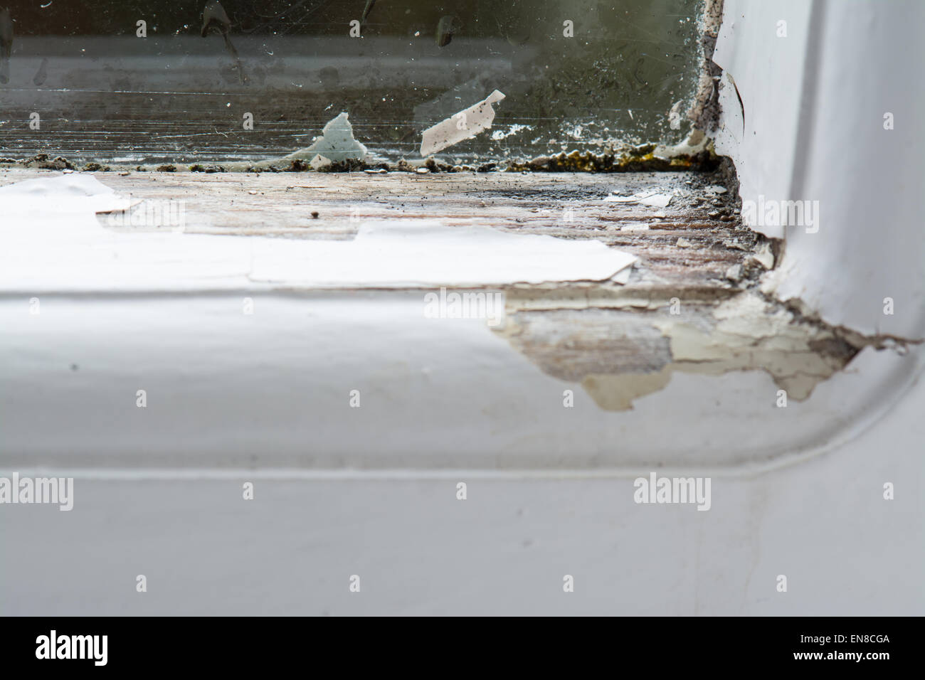 Close up of damage to wooden single glazed window caused by ...