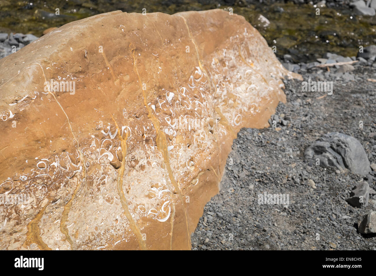 Remnants of sea shells embedded in a rock at the putangirua scenic ...