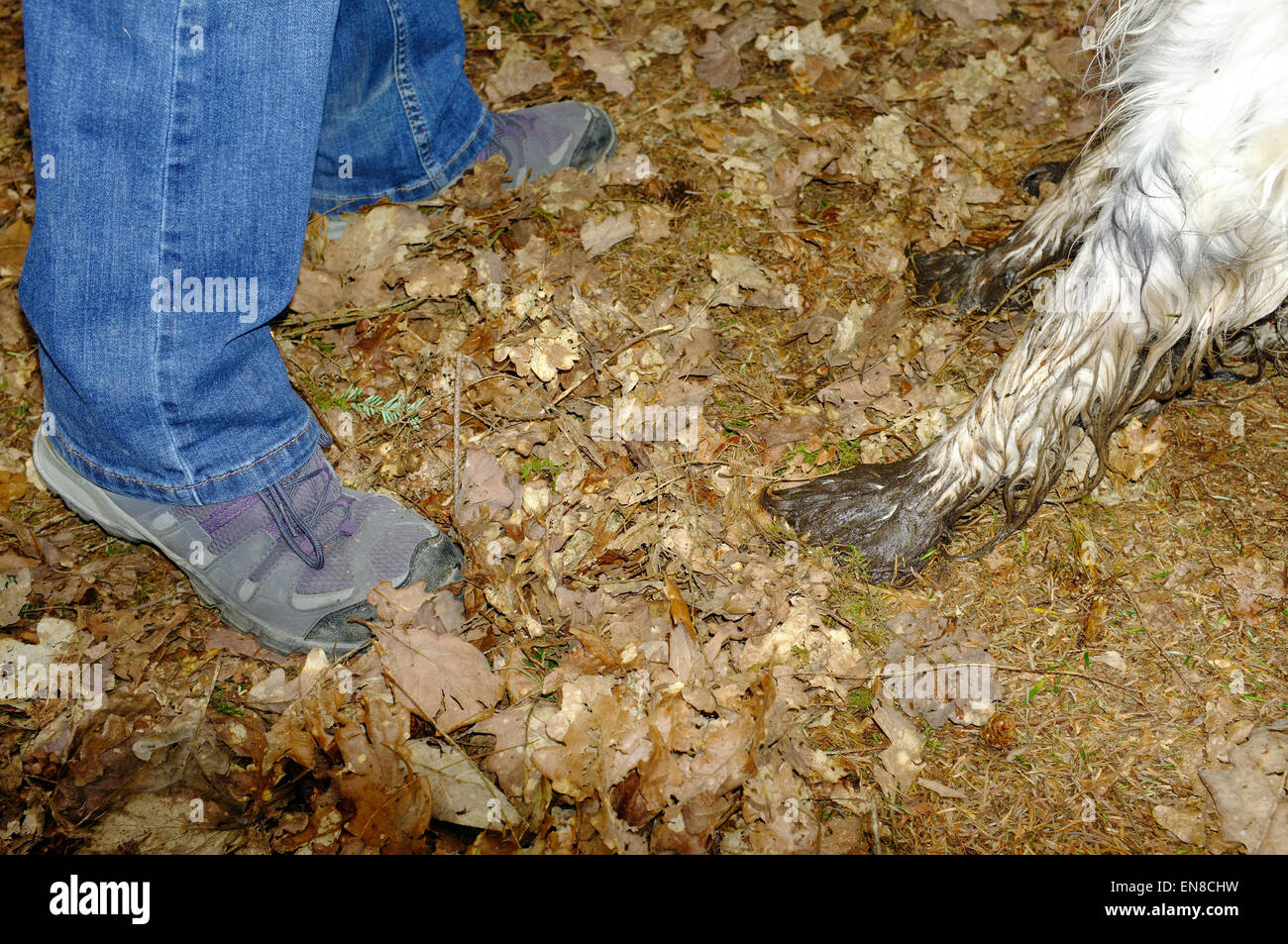 Muddy dog paw hi-res stock photography and images - Alamy