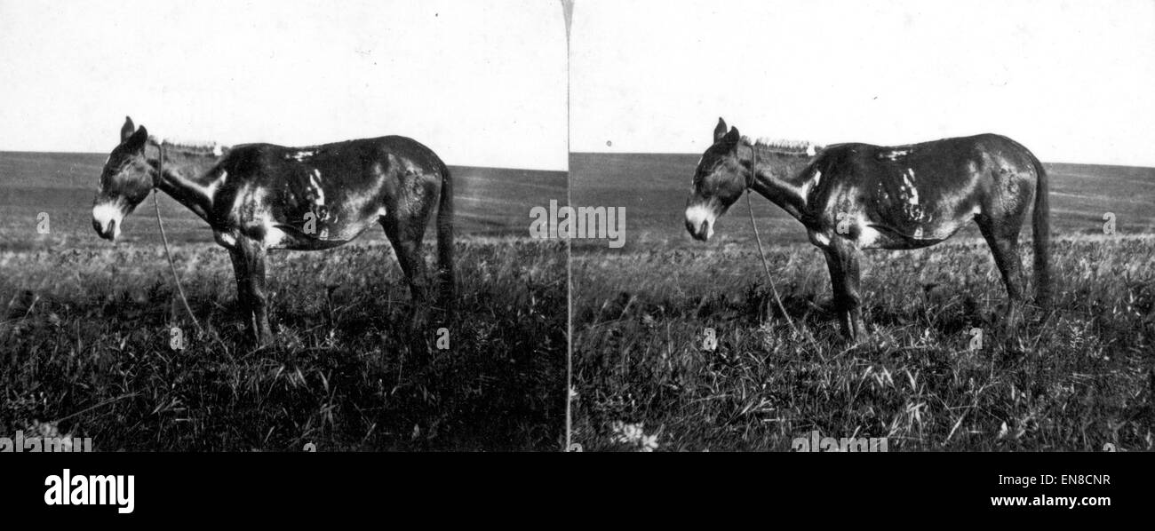 The term 'Pack mulend' refers to a type of mule used for carrying heavy ...