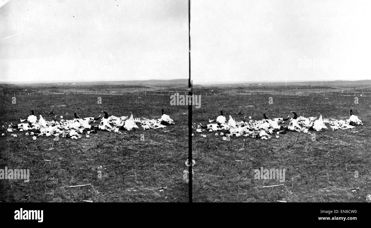 This historical photograph from 1870 shows buffalo bones near Colorado ...