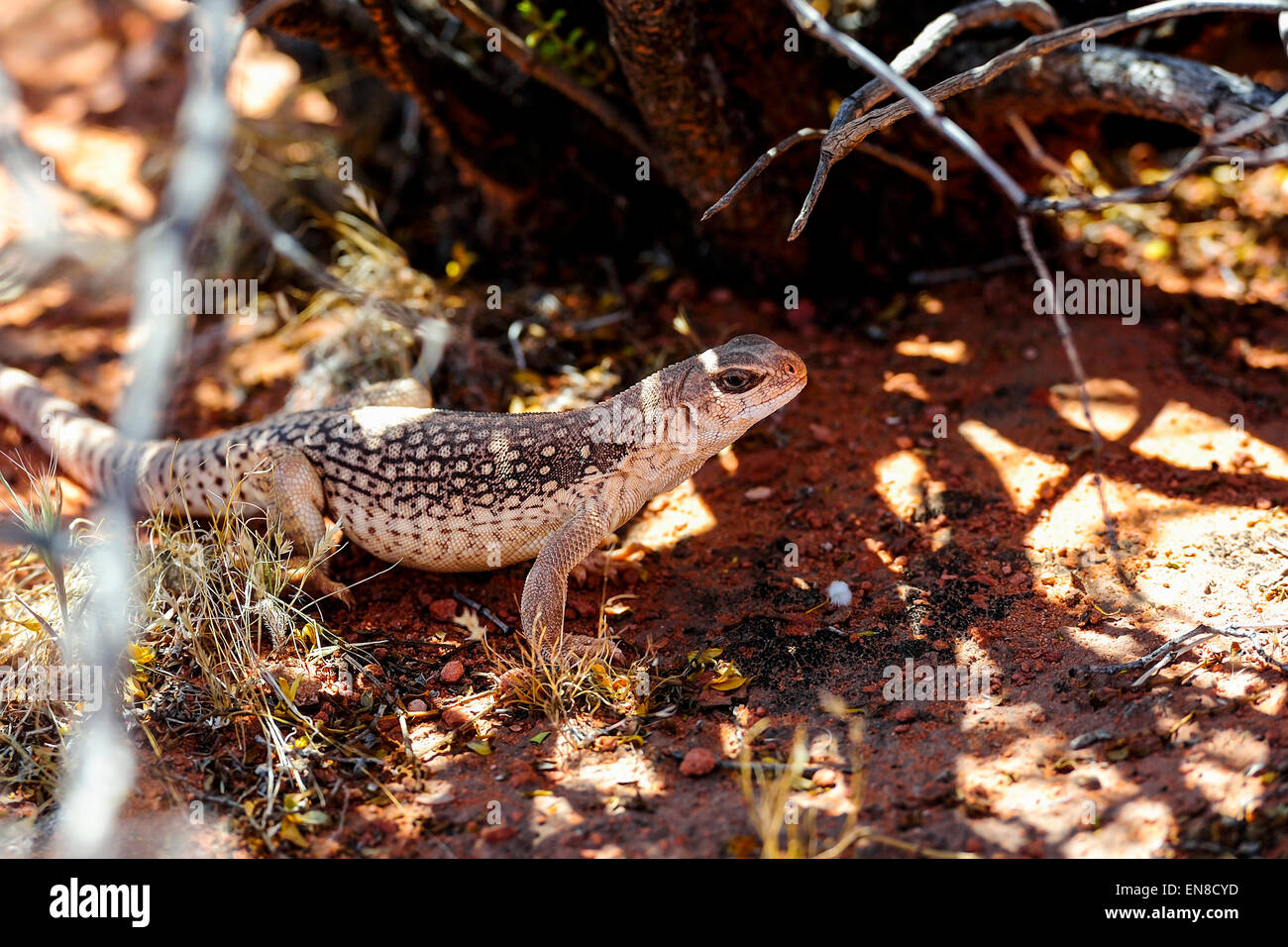 desert iguana, valley of fire, nv, usa Stock Photo - Alamy