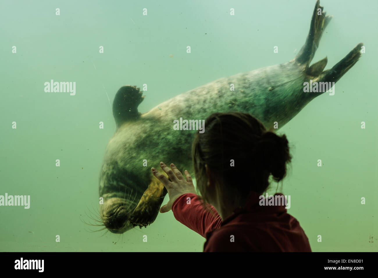 Human touch, seal Stock Photo - Alamy