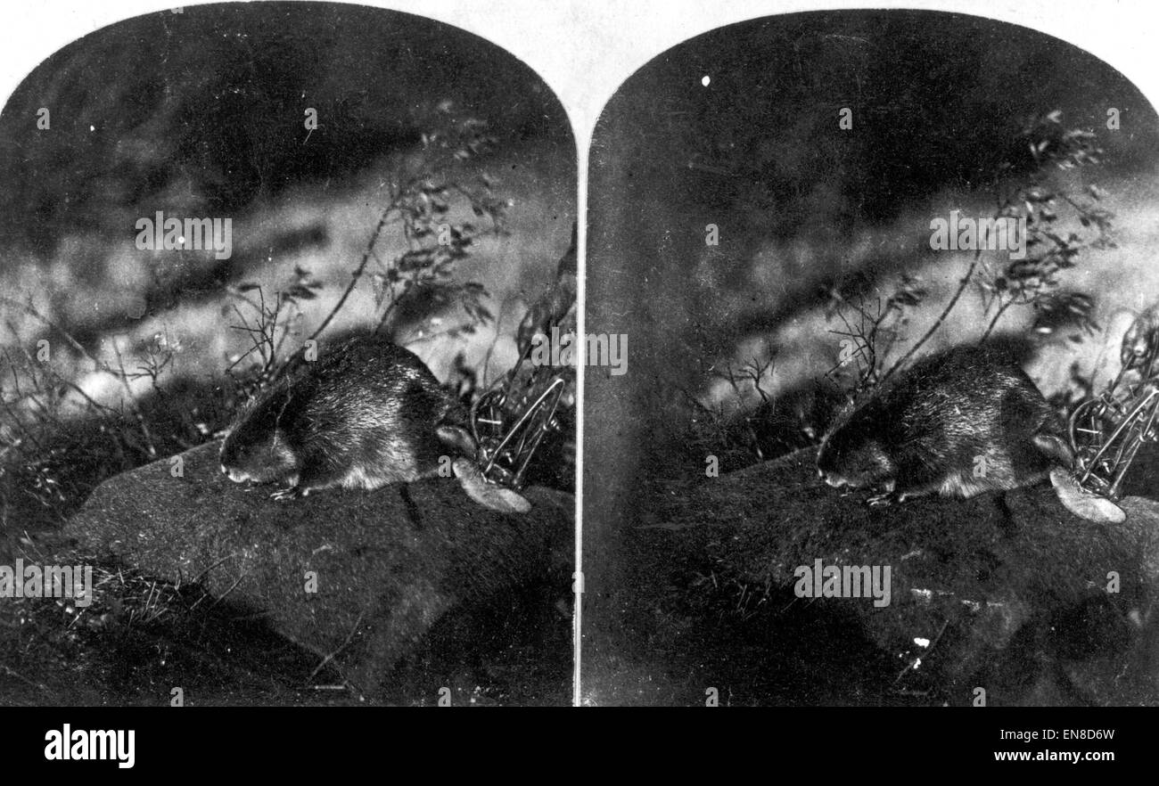 This 1870s painting titled 'The Great West Beaver' captures a pivotal ...