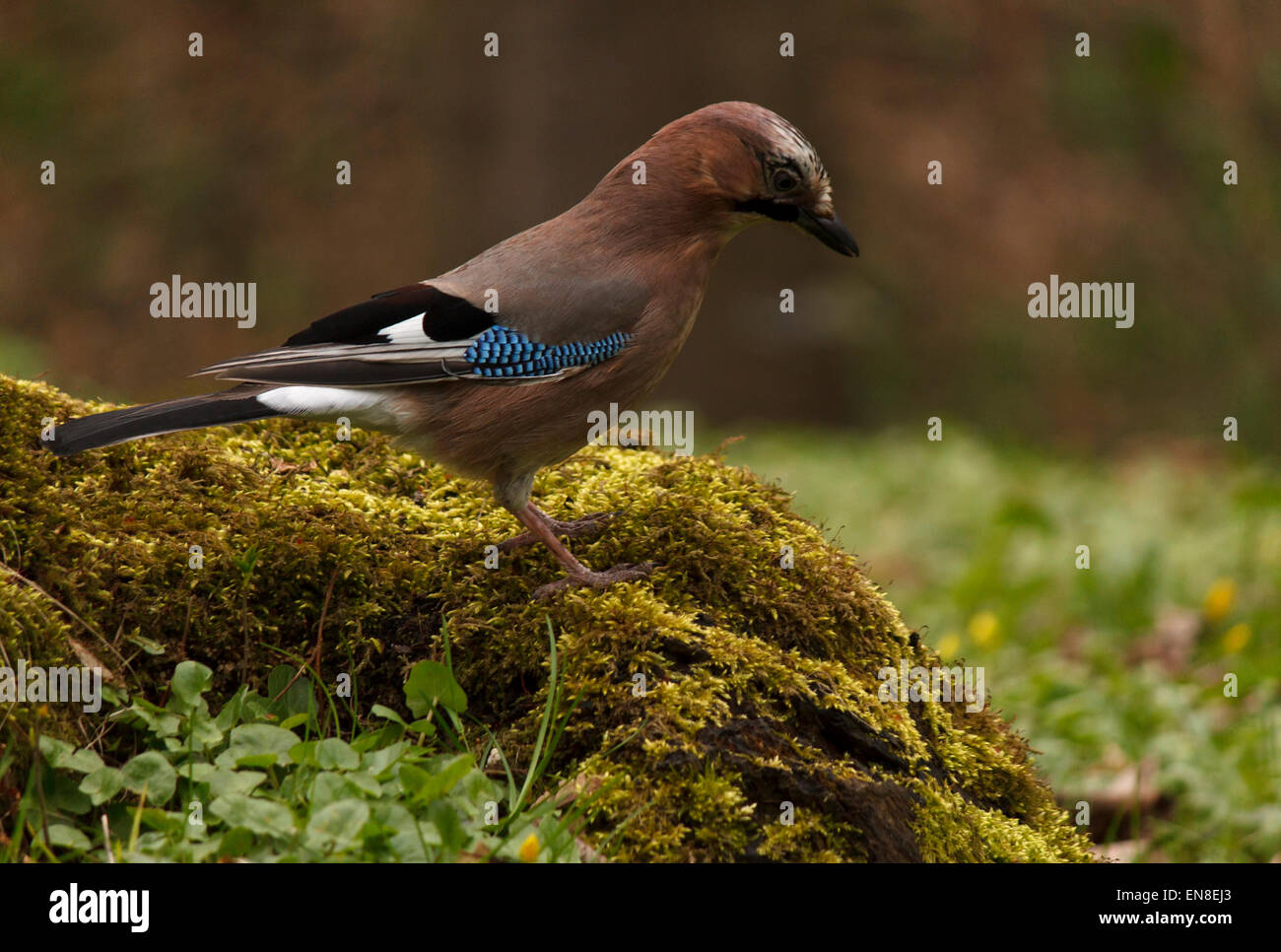 Jay bird stump hi-res stock photography and images - Alamy