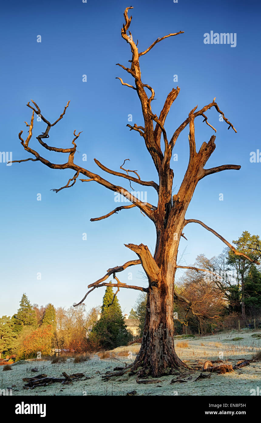 Tree dead hi-res stock photography and images - Alamy