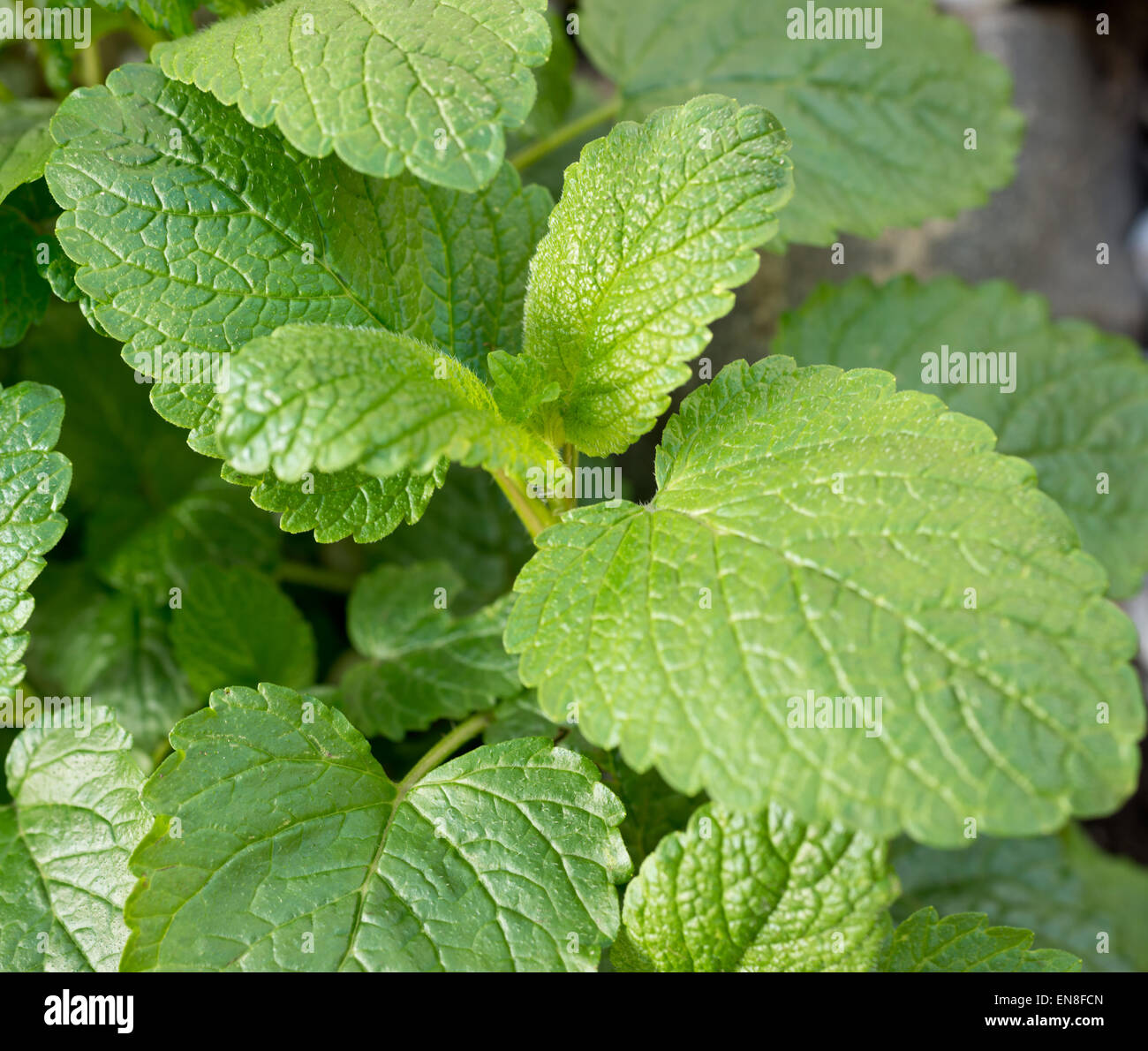 Lemon balm in your garden hi-res stock photography and images - Alamy