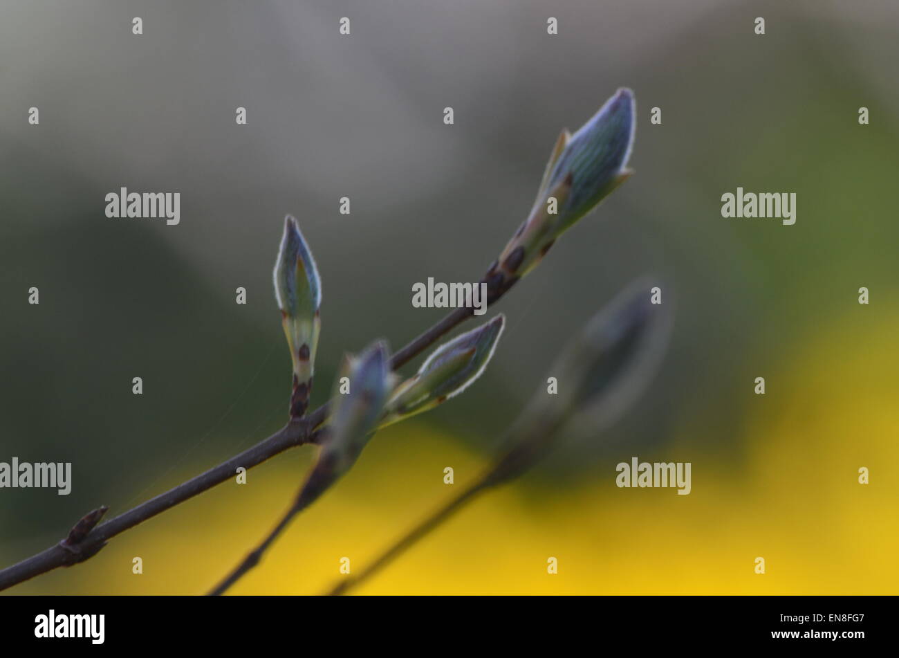 Budding maple tree hi-res stock photography and images - Alamy