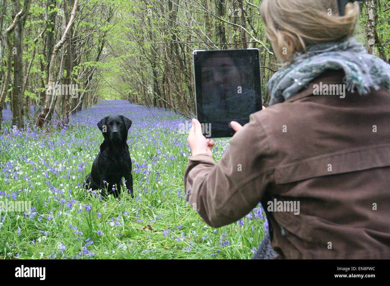 Woman using ipad to photograph her dog, in a bluebell wood Stock Photo ...