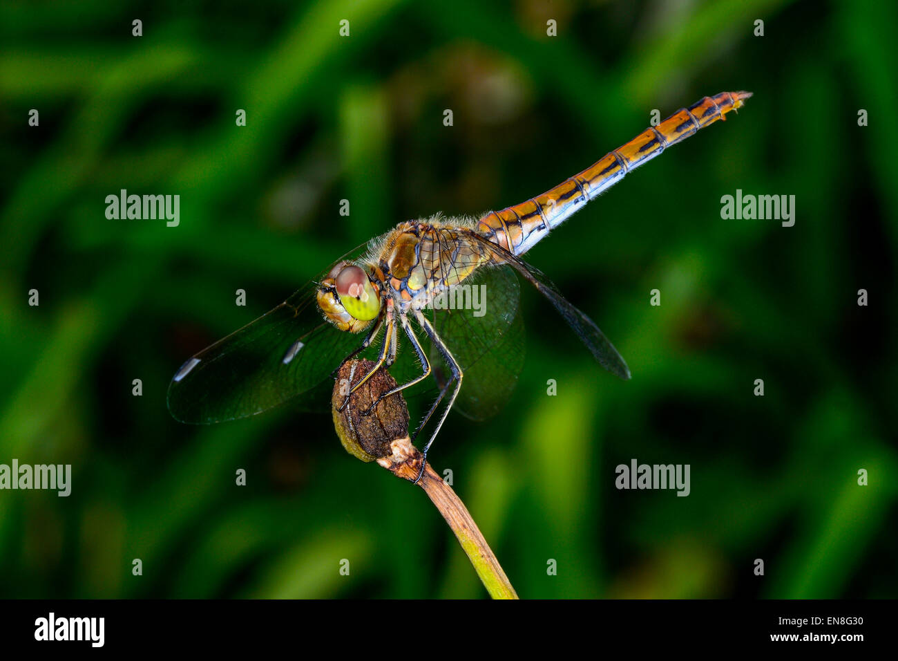 sympetrum vulgatum, vagrant darter Stock Photo - Alamy