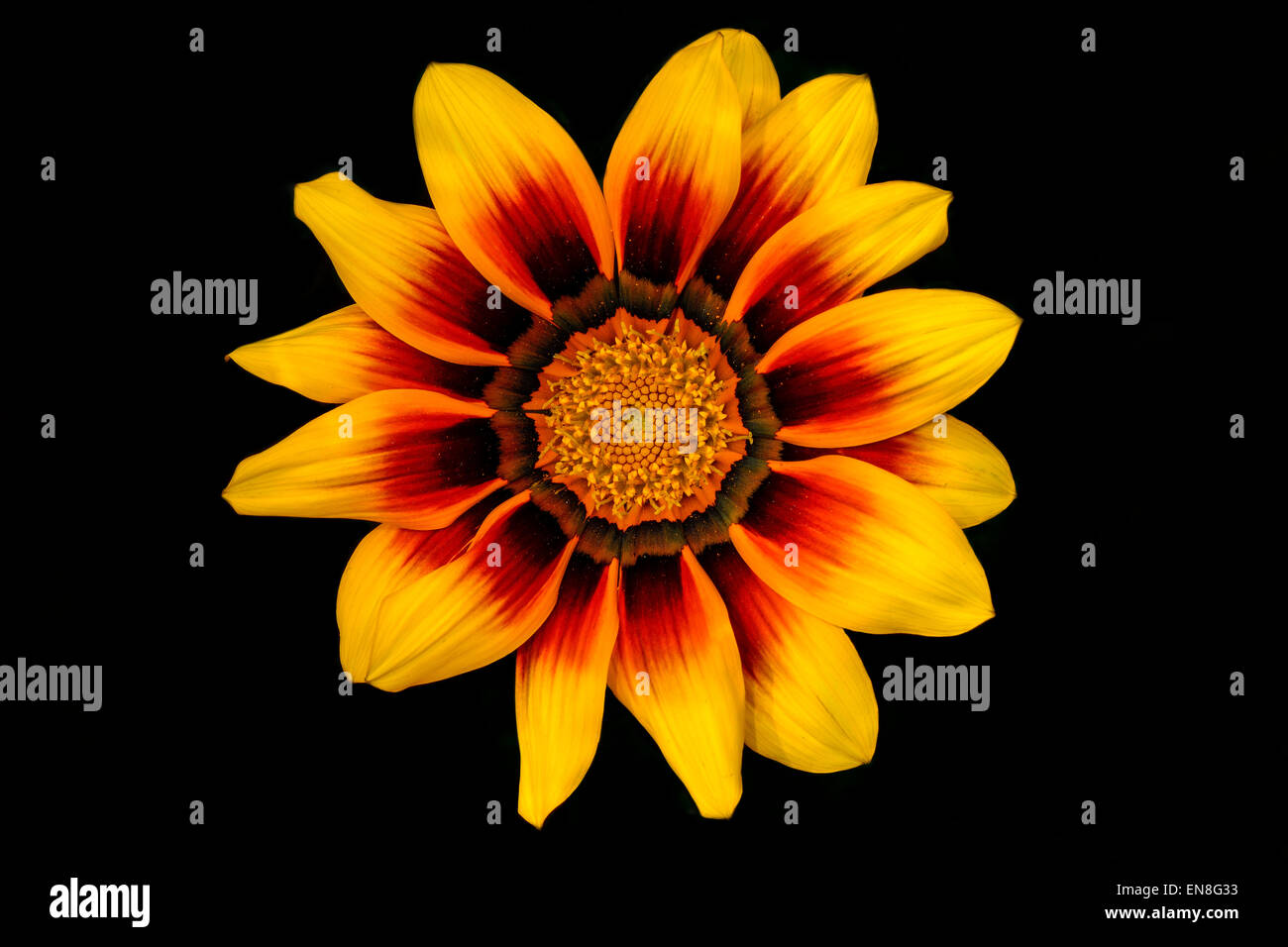 Flower with black core hi-res stock photography and images - Alamy