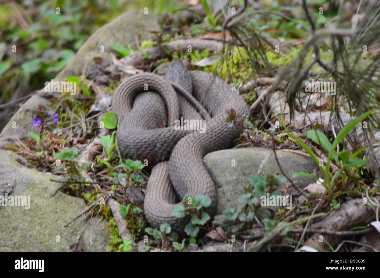 Snake curled up hi-res stock photography and images - Alamy