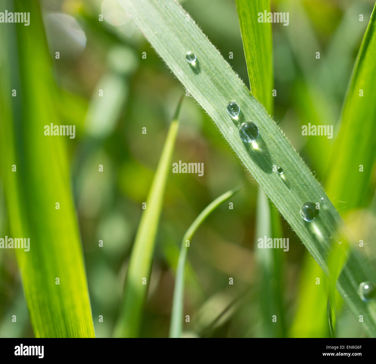 grass with drops of water, shallow depth of field Stock Photo - Alamy