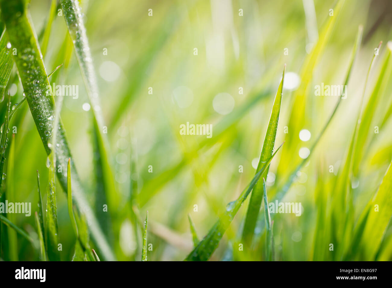 Grass lawn turf unfocused green background hi-res stock photography and ...