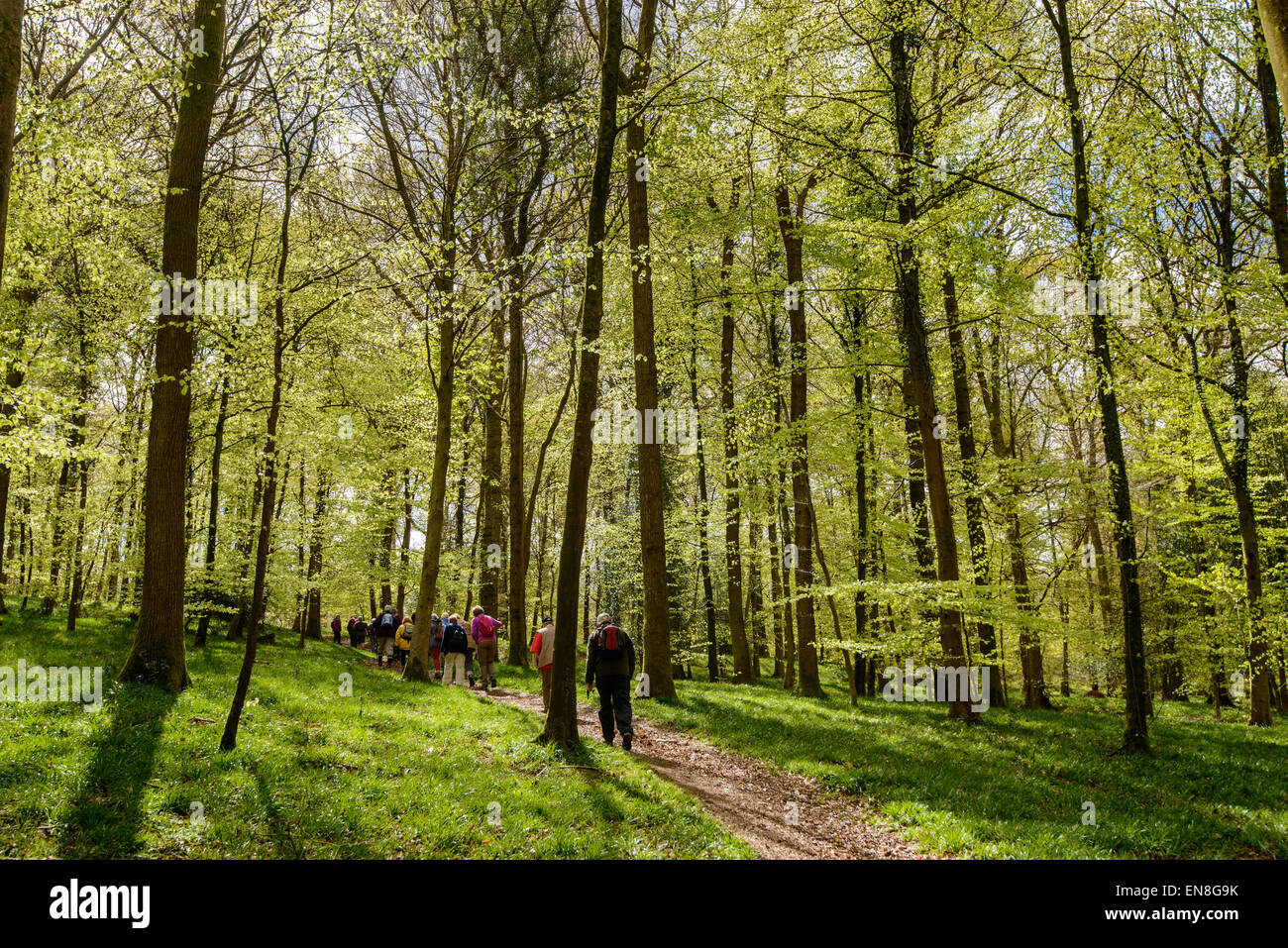 Grouptrees hi-res stock photography and images - Alamy
