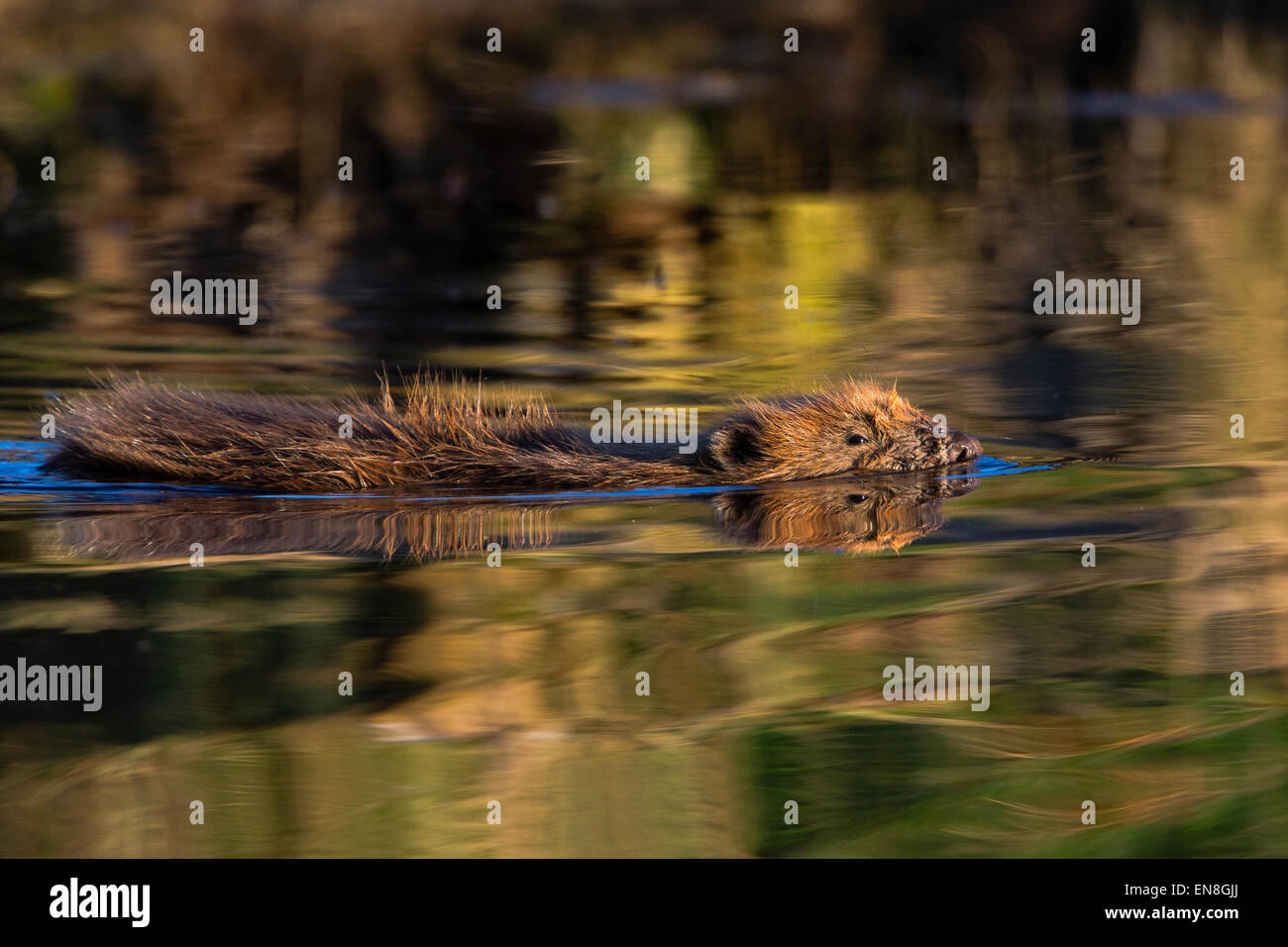 A european beaver (Castor fiber) in the evening light Stock Photo - Alamy