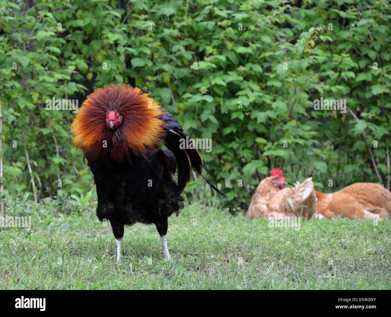 Rooster fluffing his neck feathers, hens in the background. Birds are ...
