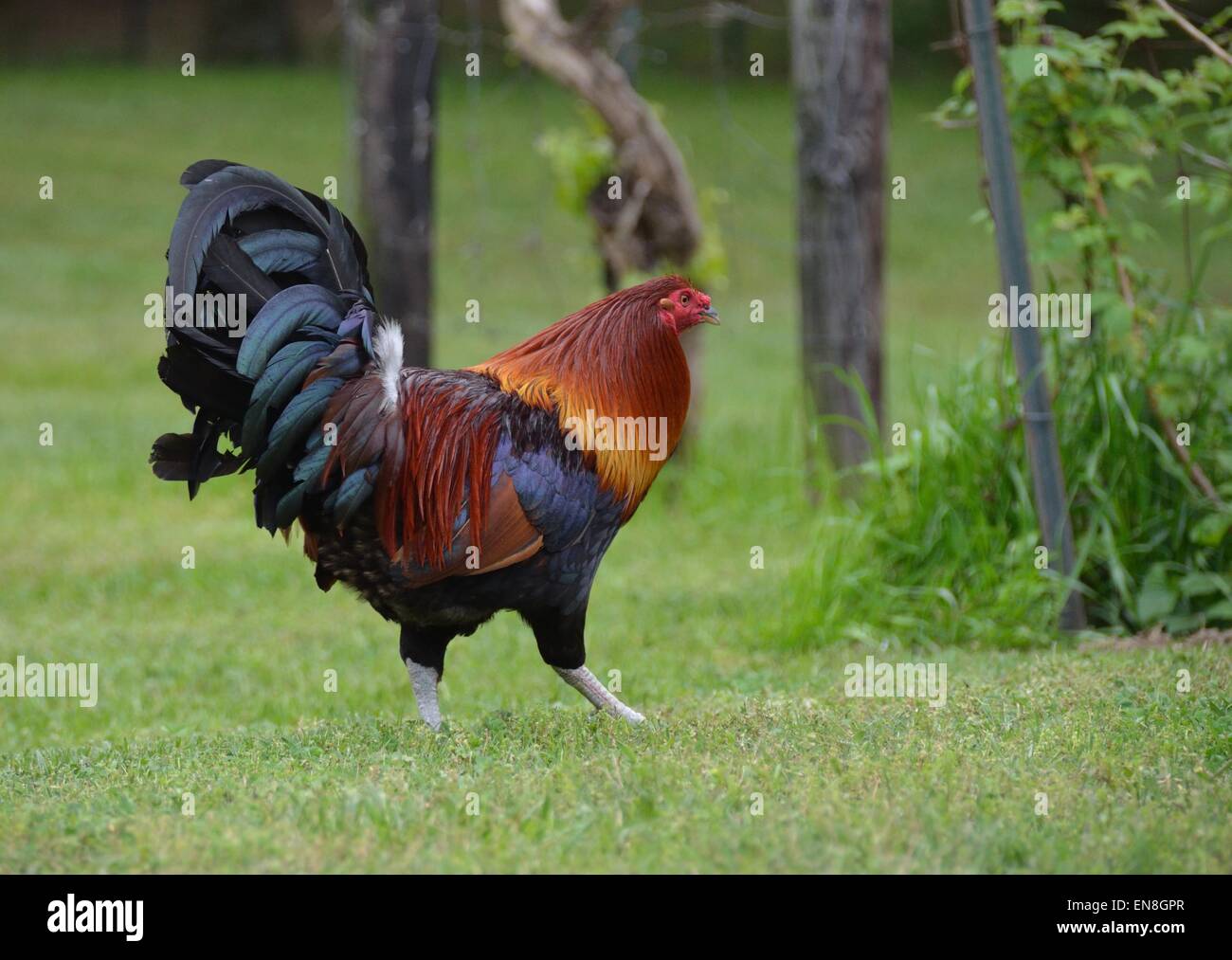 Beautiful free range rooster in outdoor setting Stock Photo - Alamy