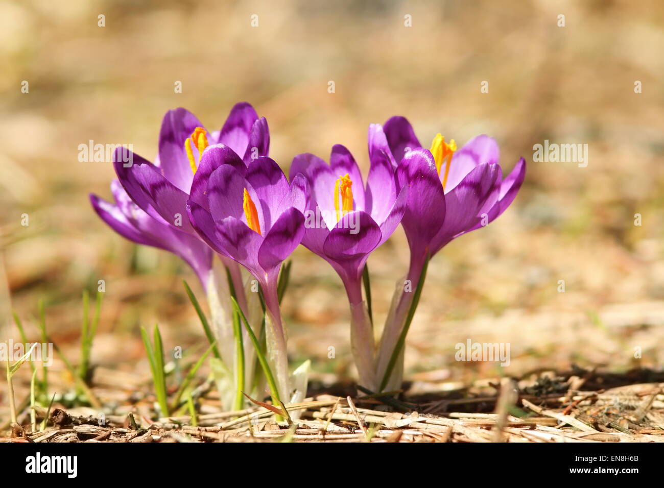 beautiful purple mountain wild flowers ( Crocus sativus, spring saffron ...
