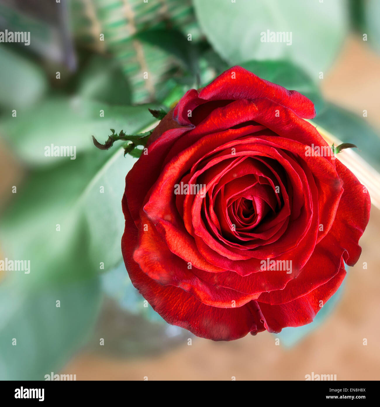 Rose selective focus Stock Photo - Alamy