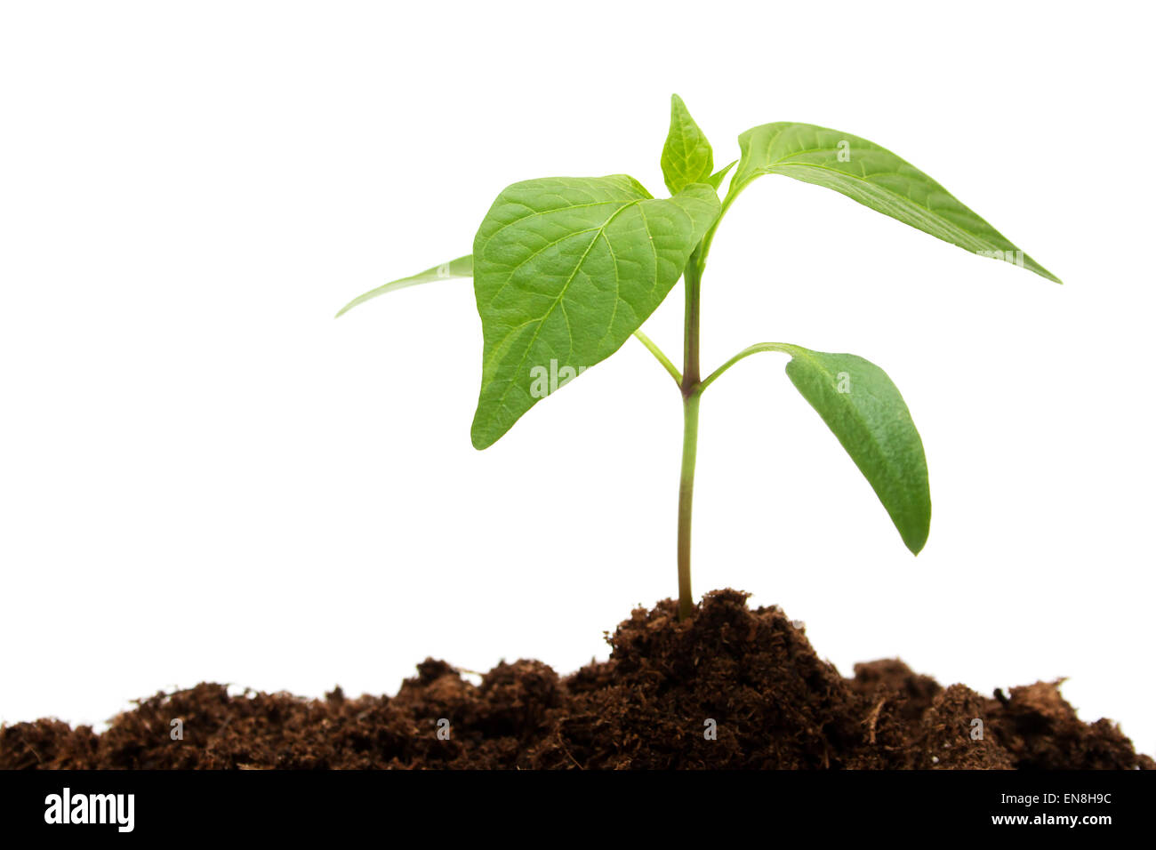 Pepper seedling on white background Stock Photo - Alamy