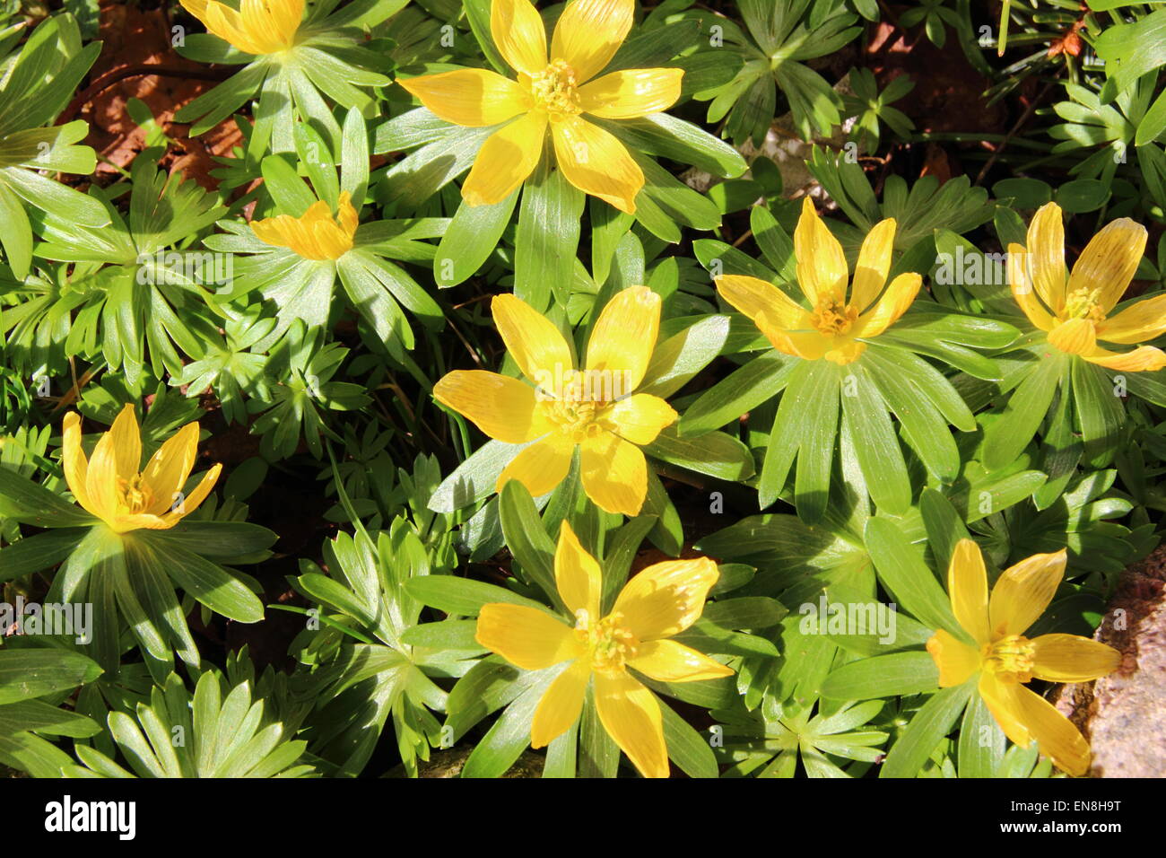 Yellow eranthis flower in early spring Stock Photo - Alamy