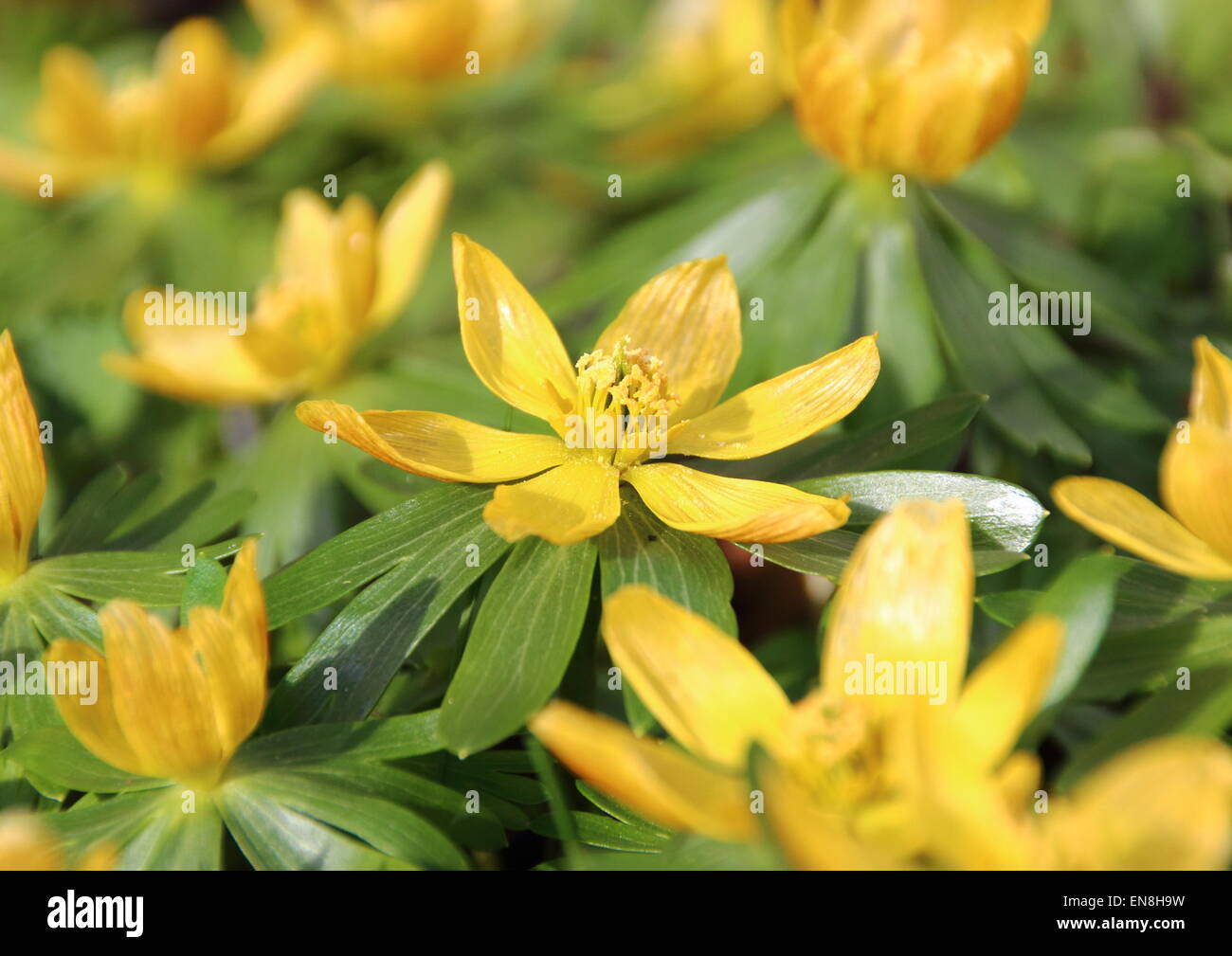 Yellow eranthis flower in early spring Stock Photo - Alamy