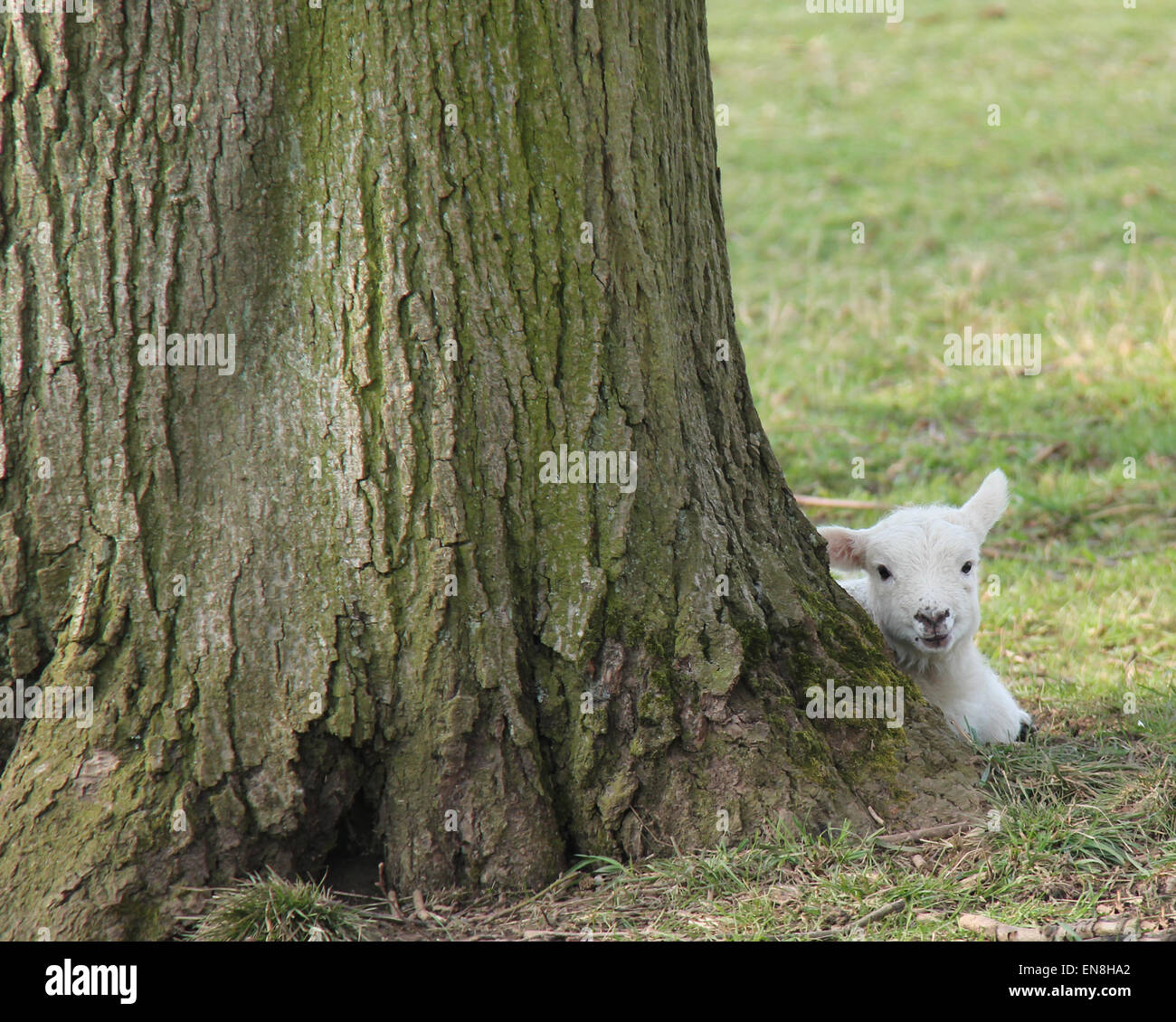Lamb and tree hi-res stock photography and images - Alamy