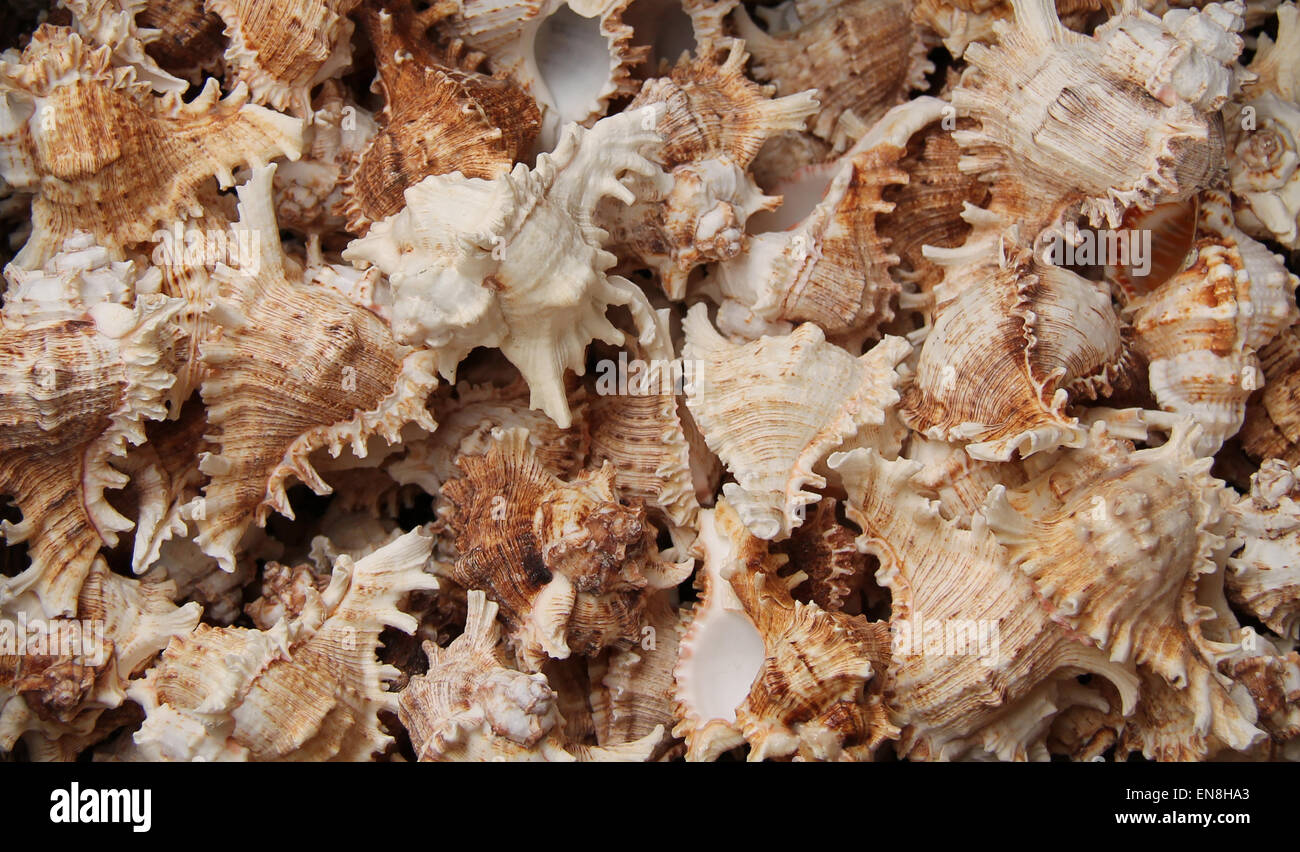 A Collection of Sea Shells for a Background Display Stock Photo - Alamy