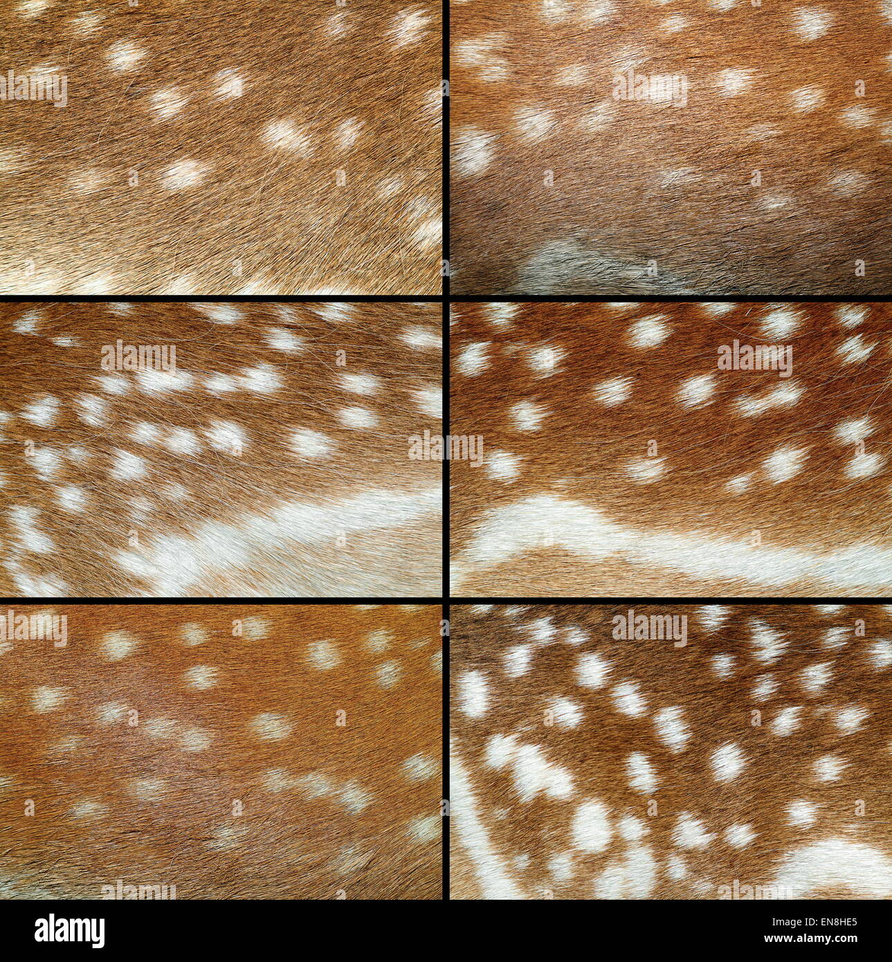Deer skin pattern white spot hi-res stock photography and images - Alamy