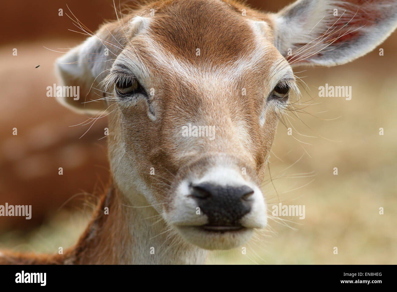 fallow deer doe trying to get rid of flies using her ear ( Dama Stock ...