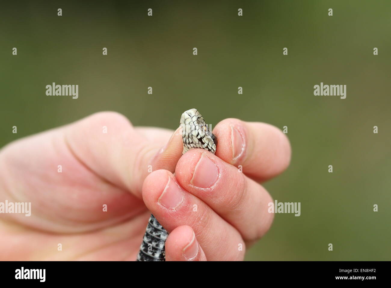 Hand holding snake hi-res stock photography and images - Alamy