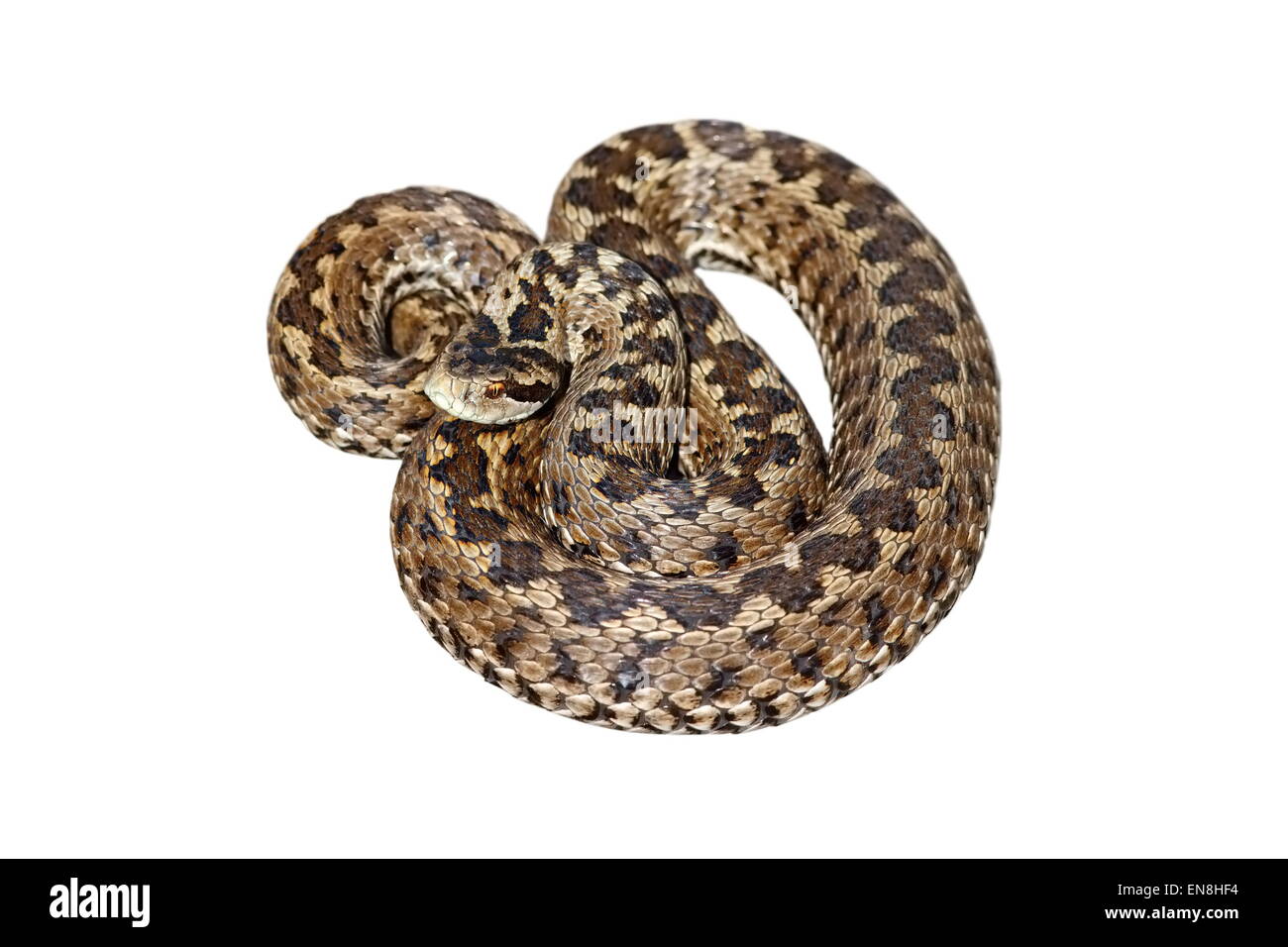 female hungarian meadow viper ( Vipera ursinii rakosiensis ) isolated ...